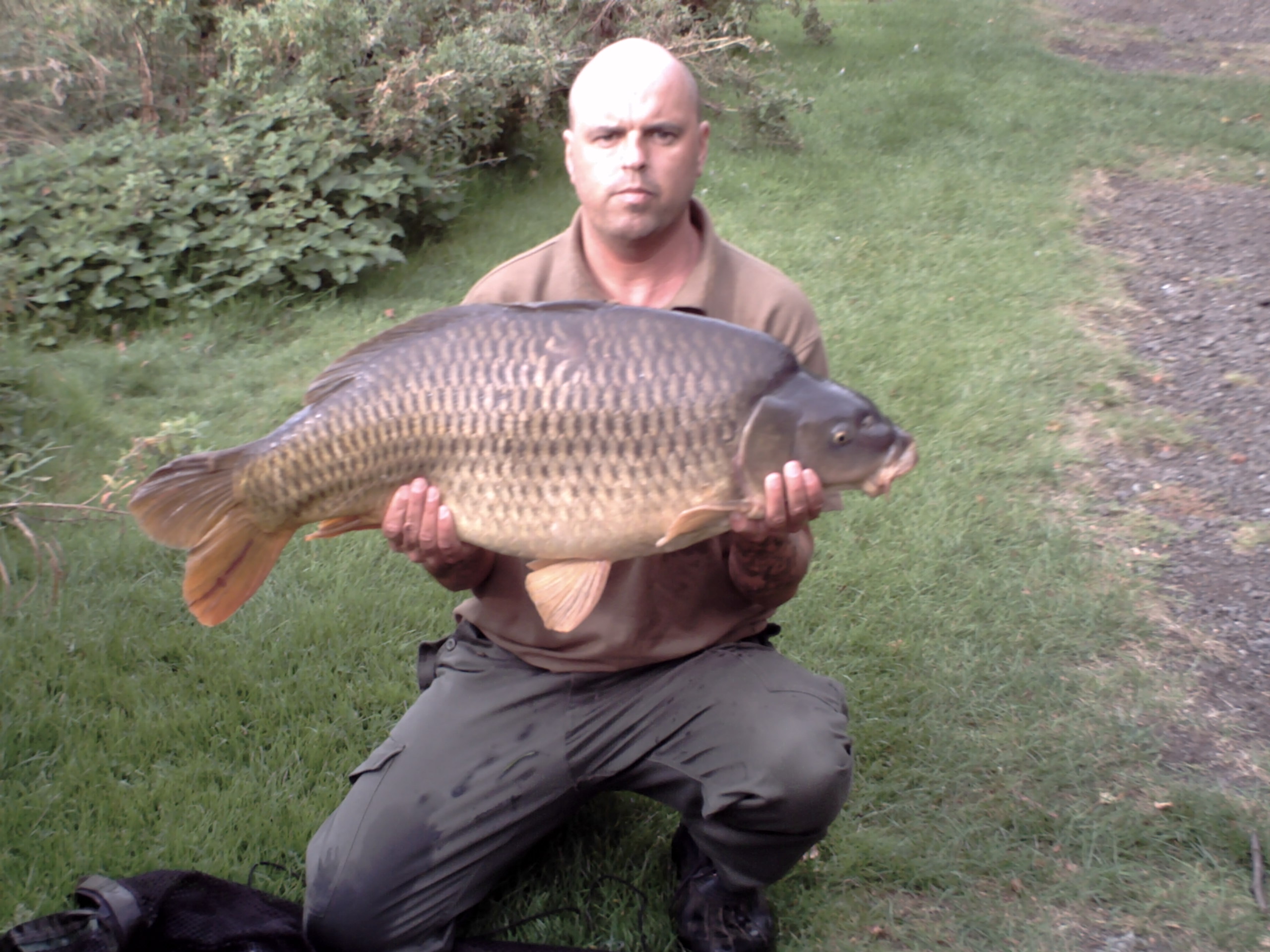 Common carp | Total Carp